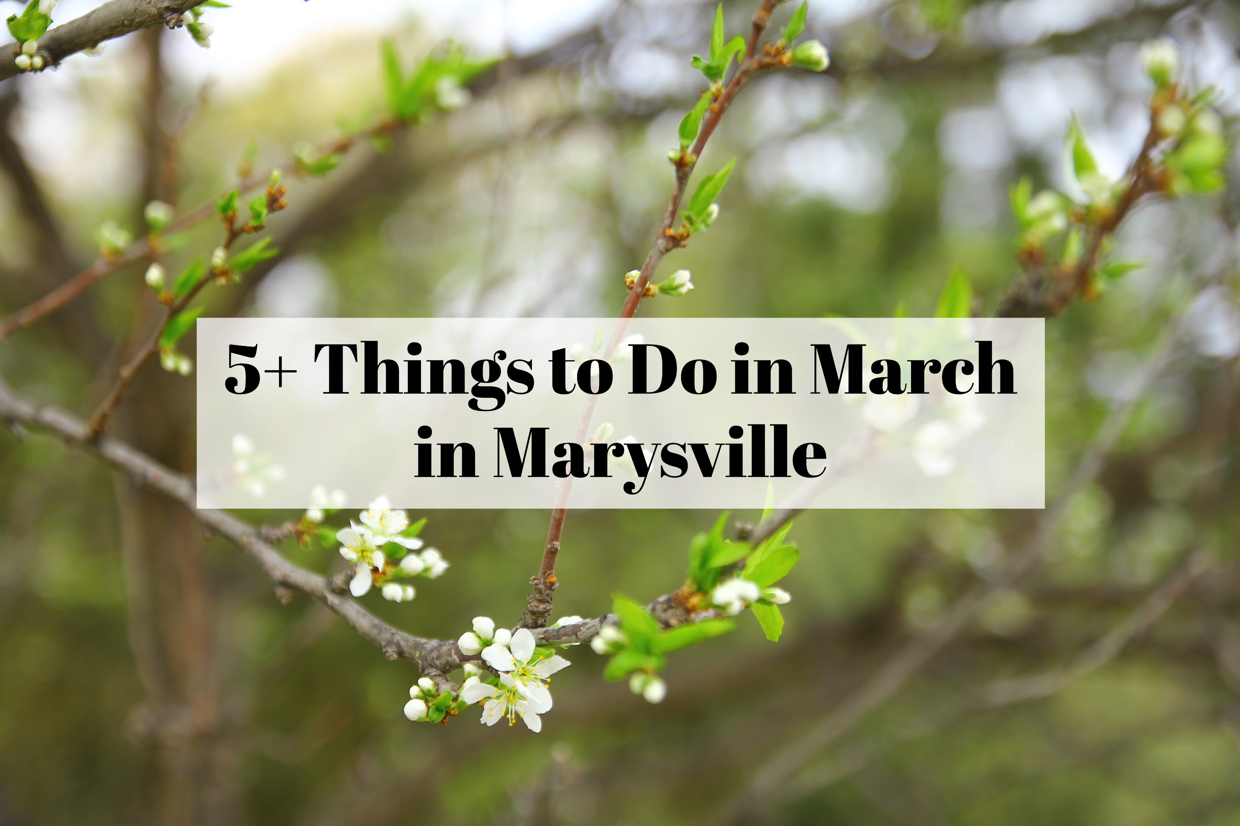 5+ Things to Do in March in Marysville {2024} – What's Up, Marysville ...